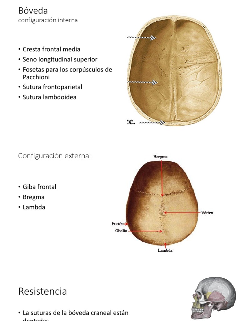 Estructura y Resistencia de la Bóveda Craneal | PDF