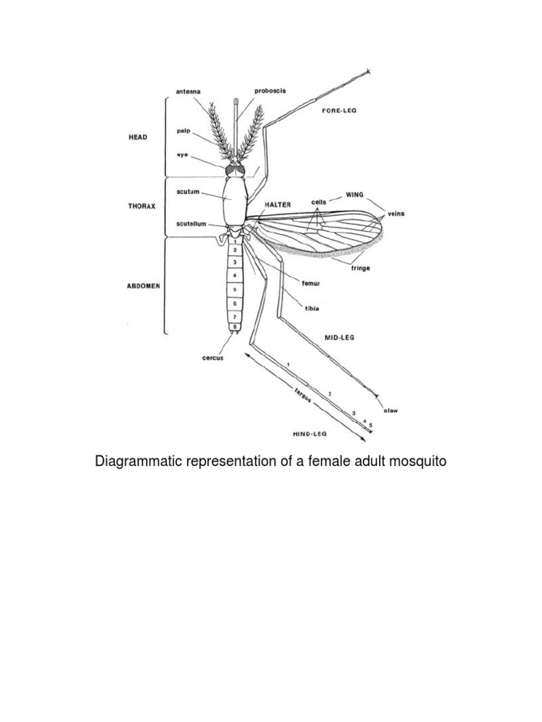 Diagrammatic Representation of A Female Adult Mosquito | PDF