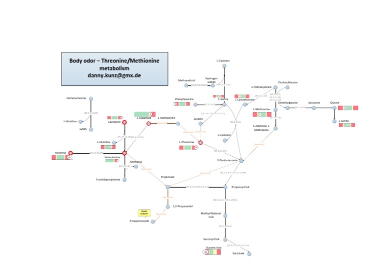Threonine Pathway | PDF | Methionine | Molecular Biology