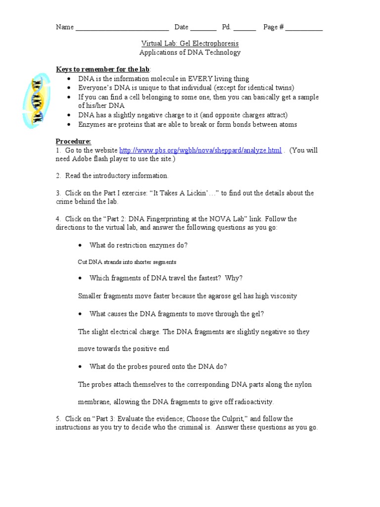 Gel Electrophoresis Virtual Lab Guide | PDF | Gel Electrophoresis ...
