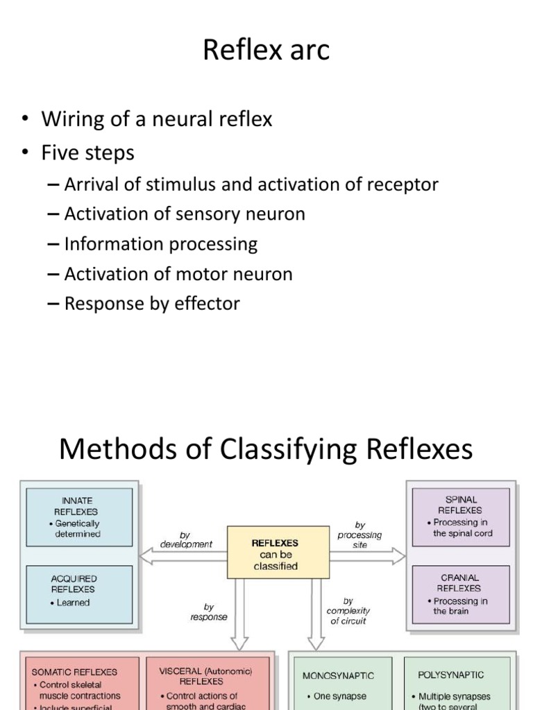 Reflex Arc: - Wiring of A Neural Reflex - Five Steps | PDF