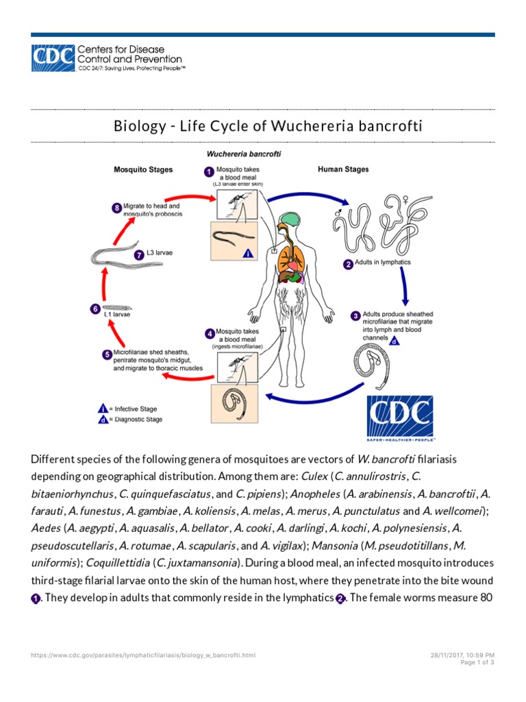 CDC - Lymphatic Filariasis - Biology - Life Cycle of Wuchereria ...