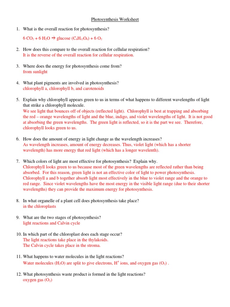 Photosynthesis Worksheet An | PDF | Photosynthesis | Chlorophyll