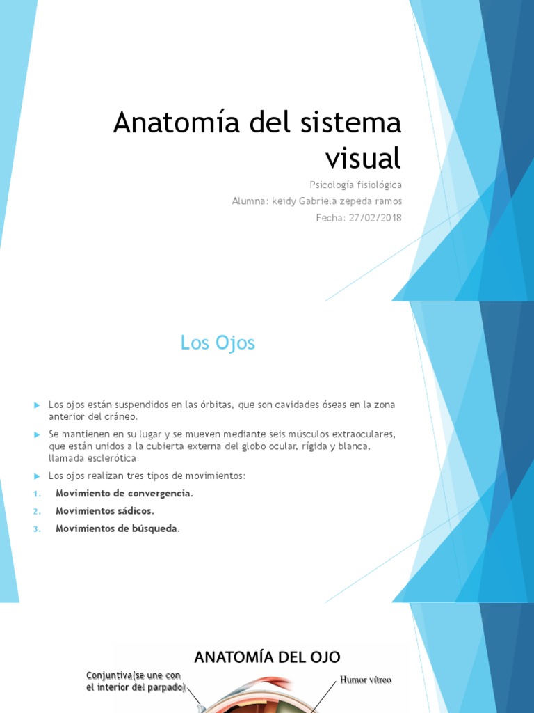Anatomía Del Sistema Visual 1 | PDF | Percepción visual | Color