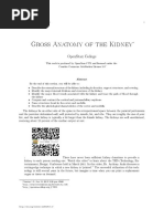 Urinary System Labeling (Drag and Drop) | PDF