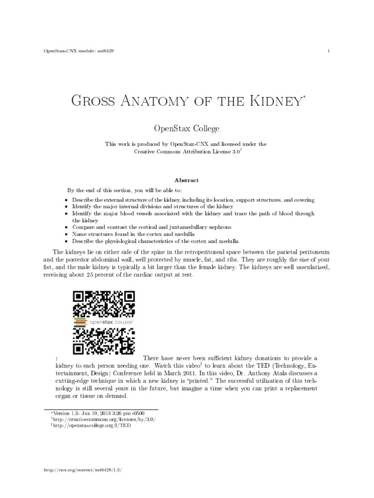 Gross Anatomy of The Kidney: Openstax College | PDF | Kidney | Human ...