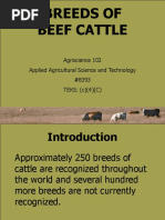 Cattle Production and Management | PDF | Dairy Cattle | Cattle