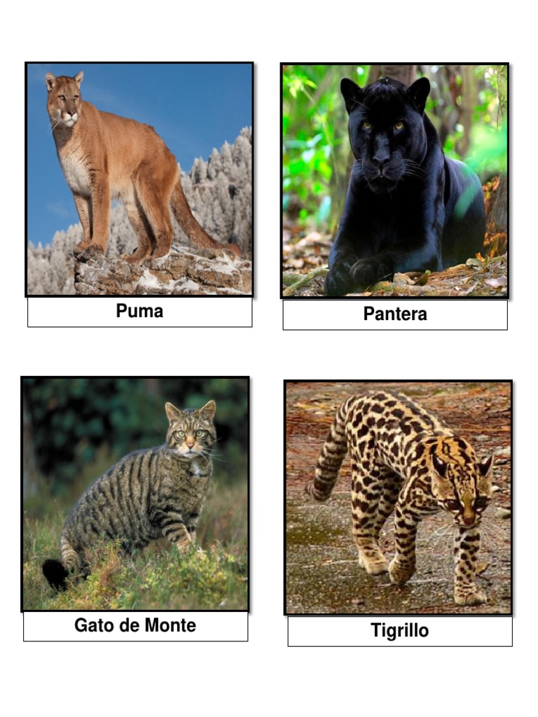 Nombres de 20 Animales Silvestres | PDF