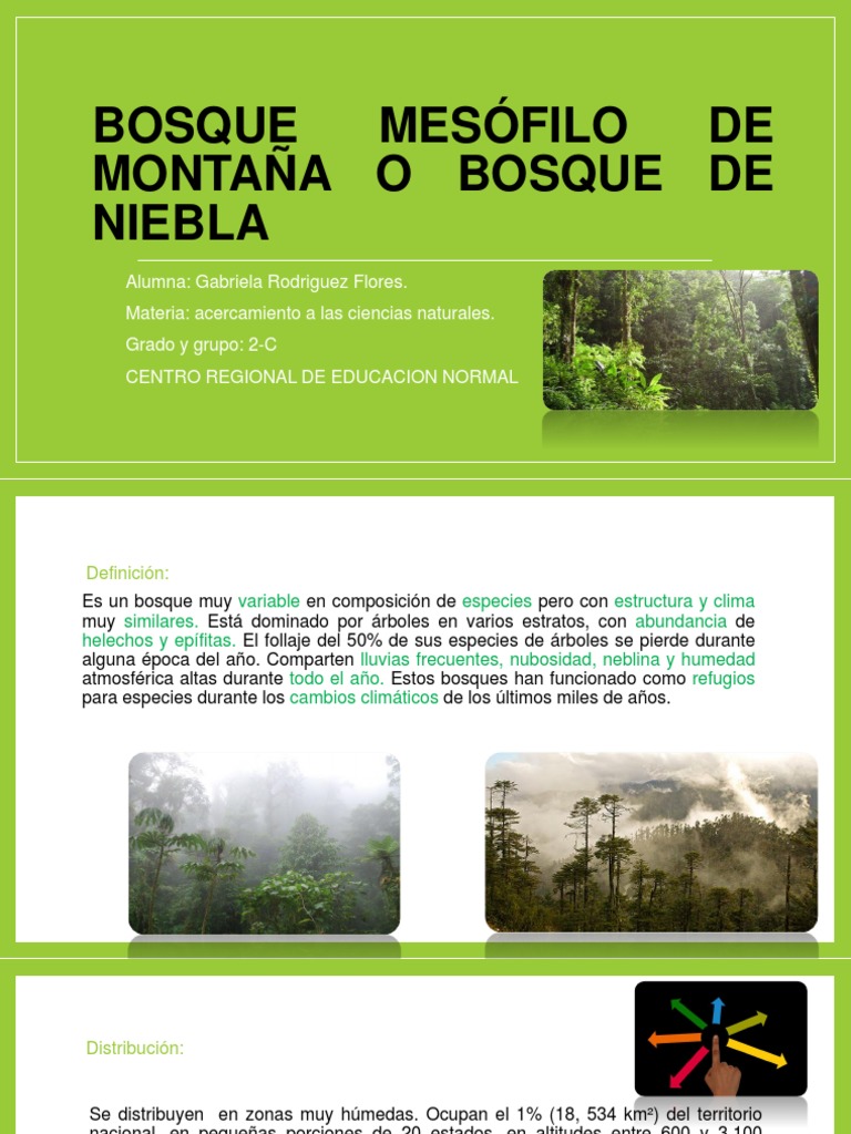 Bosque Mesófilo de Montaña o Bosque de Niebla | Clima | Los bosques