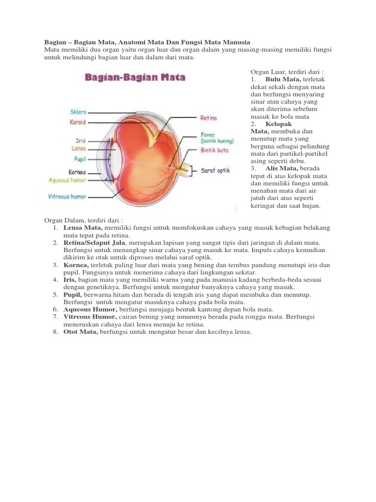 Bagian - Bagian Mata, Anatomi Mata Dan Fungsi Mata Manusia | PDF