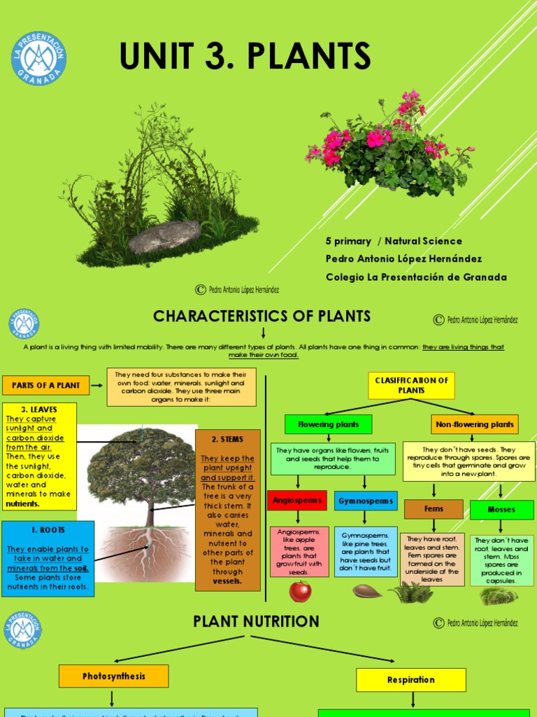 Unit 3. Plants | PDF | Flowers | Plants