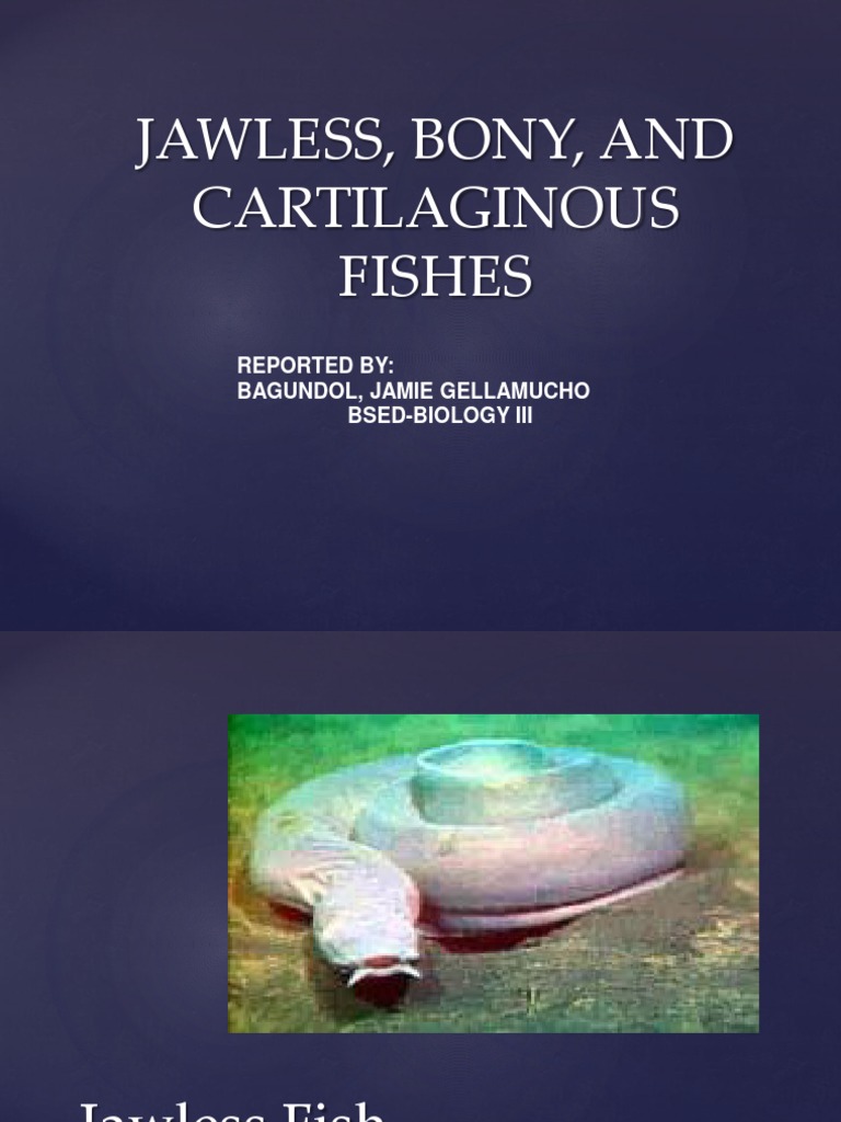 Jawless, Bony, and Cartilaginous Fishes: Reported By: Bagundol, Jamie ...