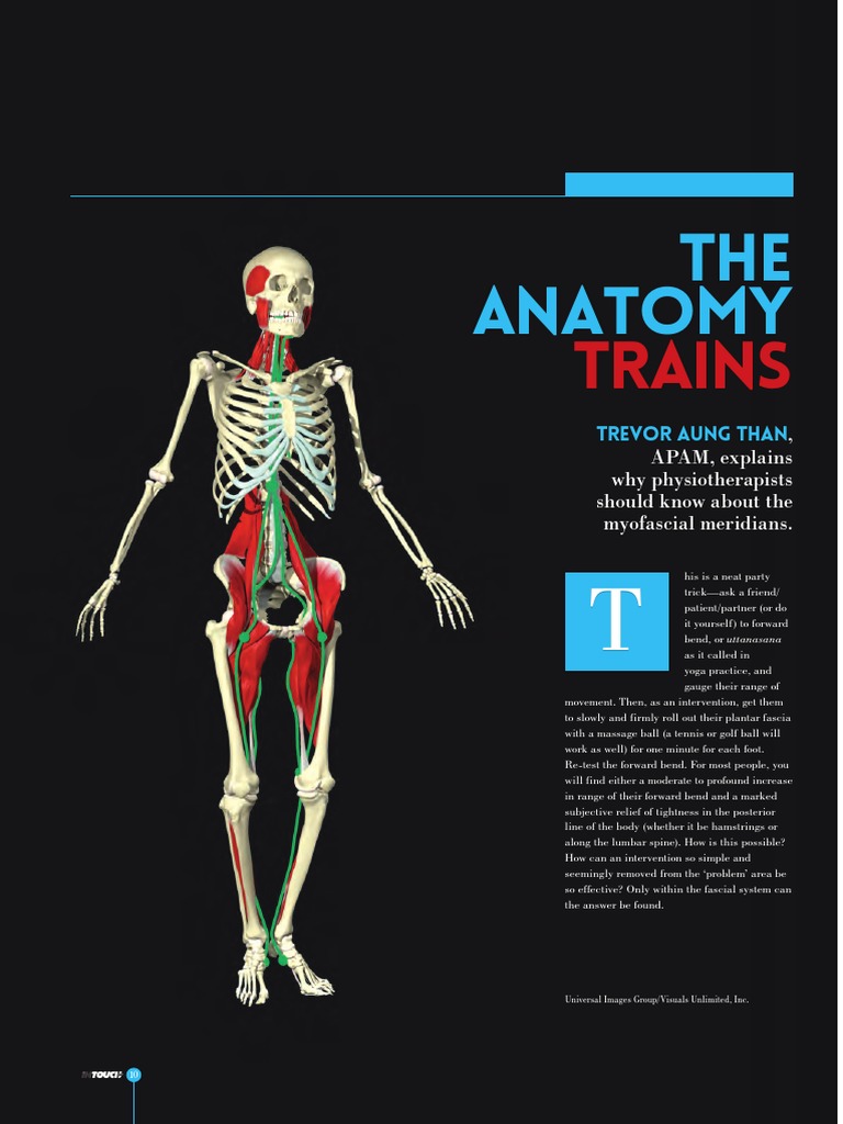 Anatomy Trains PDF | PDF | Tendon | Muscle