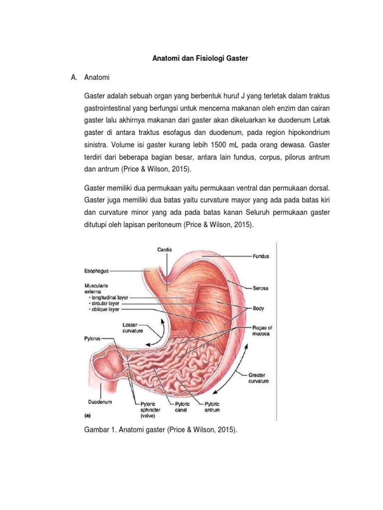 Anatomi Dan Fisiologi Gaster | PDF