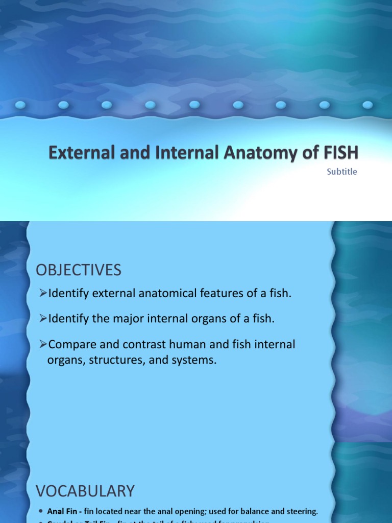 External and Internal Anatomy of FISH | PDF | Fish | Gill