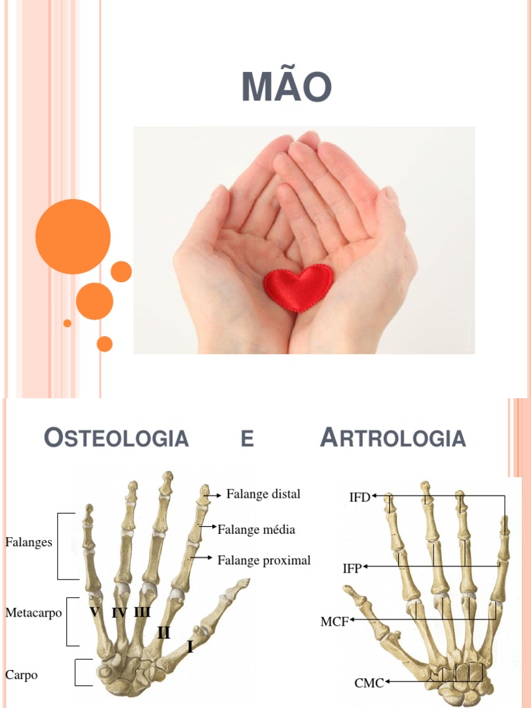 5. Mão 2017.pdf | PDF | Polegar | Anatomia humana