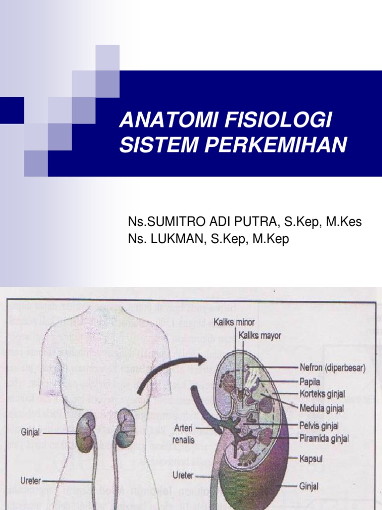 169032942-Anatomi-Fisiologi-Sistem-Perkemihan-ppt.ppt