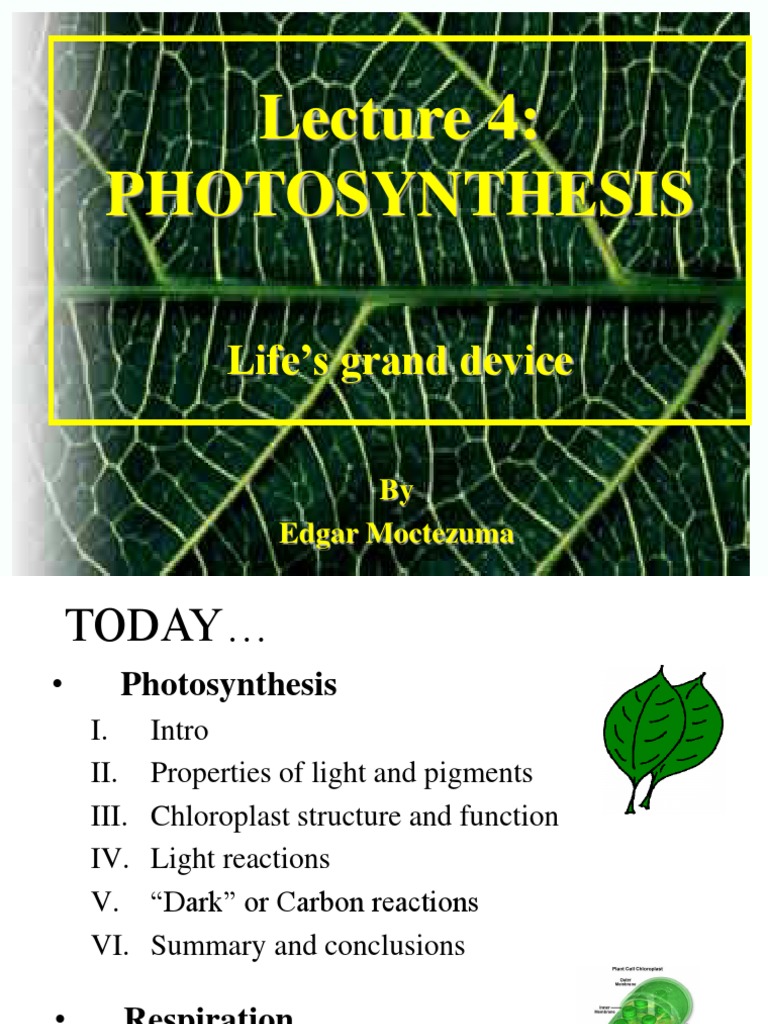 Lec4 Photosynthesis | PDF | Photosynthesis | Cellular Respiration