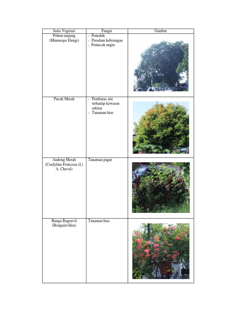 Jenis dan Fungsi Vegetasi di Indonesia | PDF | Griya & Taman | Sains ...