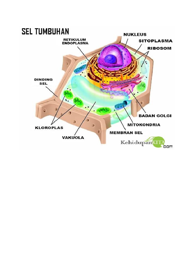 Sel Tumbuhan Dan Organel Sel Tumbuhan | PDF