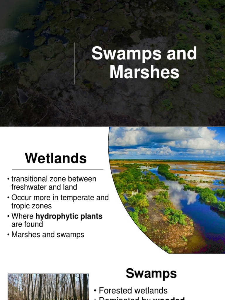 Swamps Vs Marsh | PDF