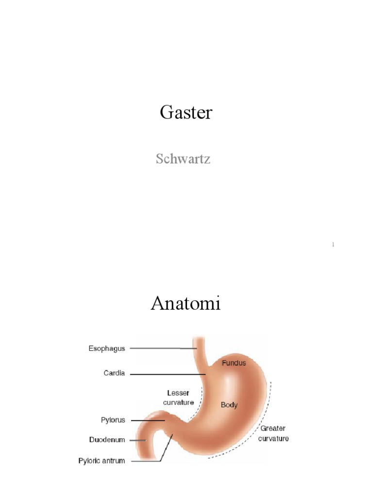 Anatomi, Fisiologi, dan Penyakit Gaster | PDF