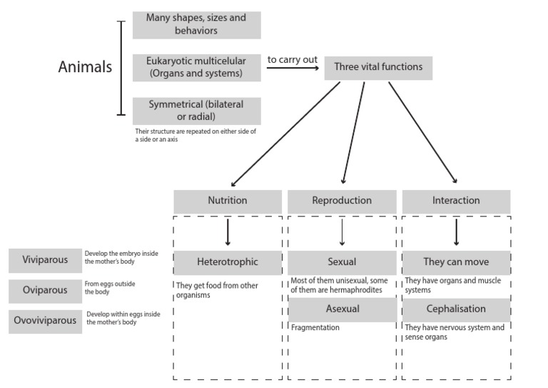 Animals Classification - Biology 1 Eso | PDF