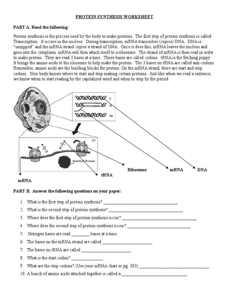 Protein Synthesis Worksheet PART A. Read The Following | PDF ...