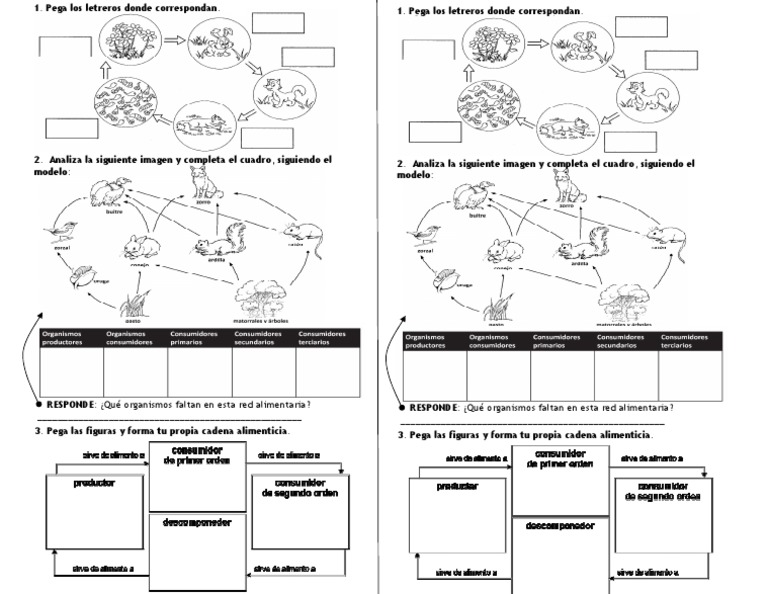 Actividades sobre redes alimentarias | PDF