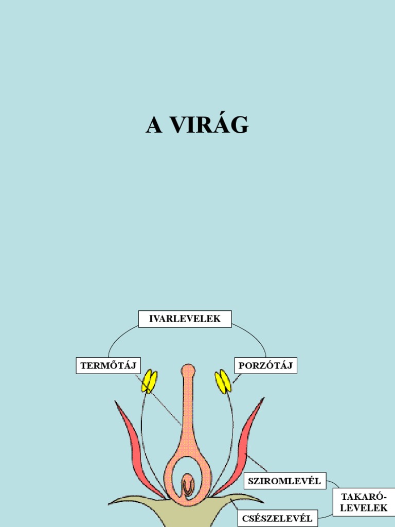 Virag | PDF