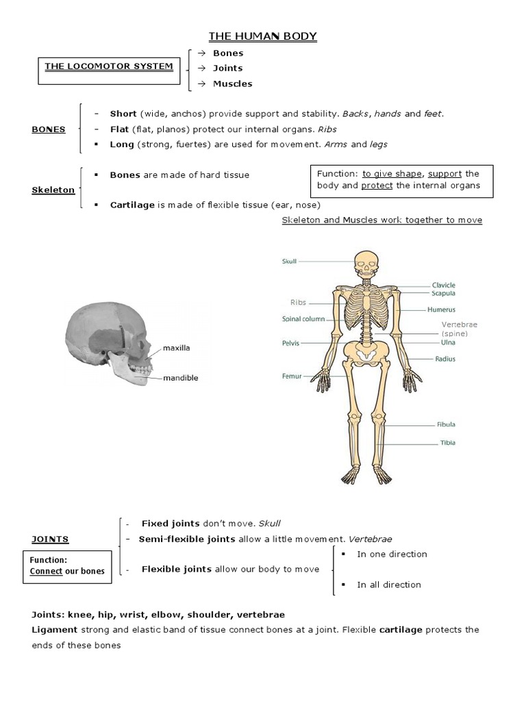 Unit 3. The Human Body | PDF | Nervous System | Central Nervous System