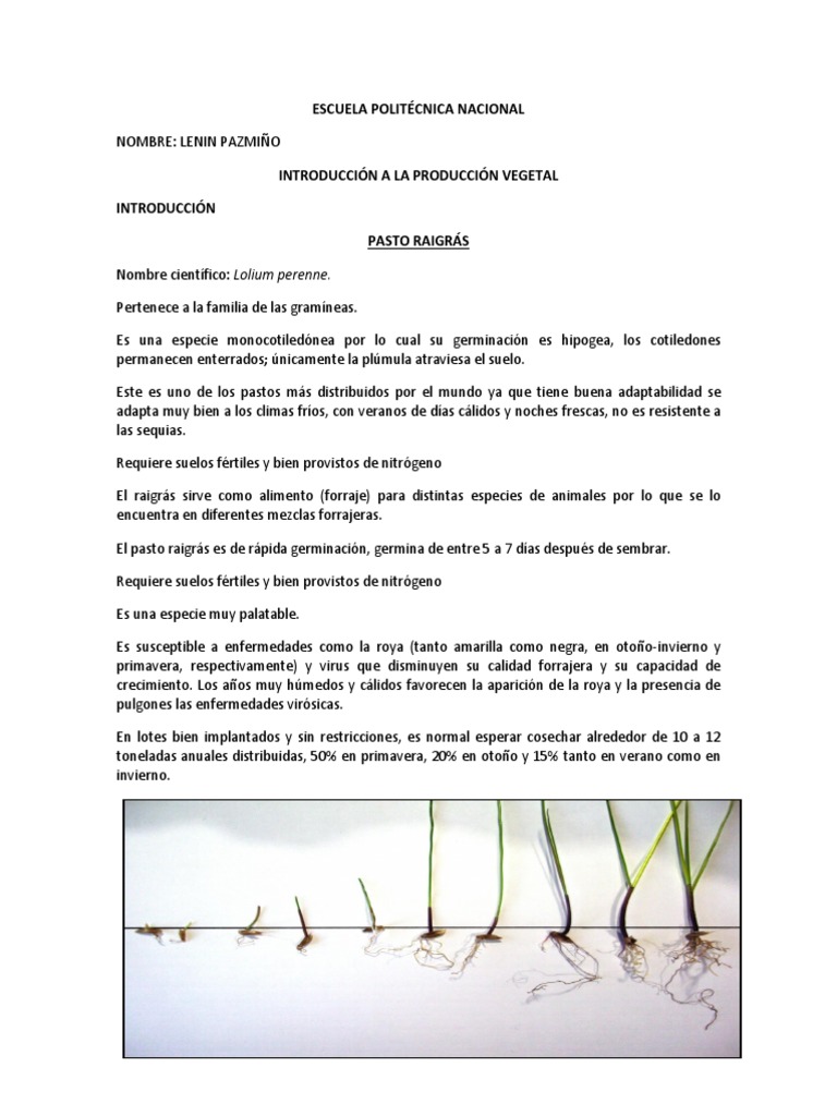 Características del Pasto Raigrás | PDF | Plantas | Organismos