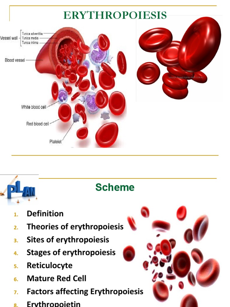 Erythropoiesis 150731072608 Lva1 App6891 | PDF | Red Blood Cell ...