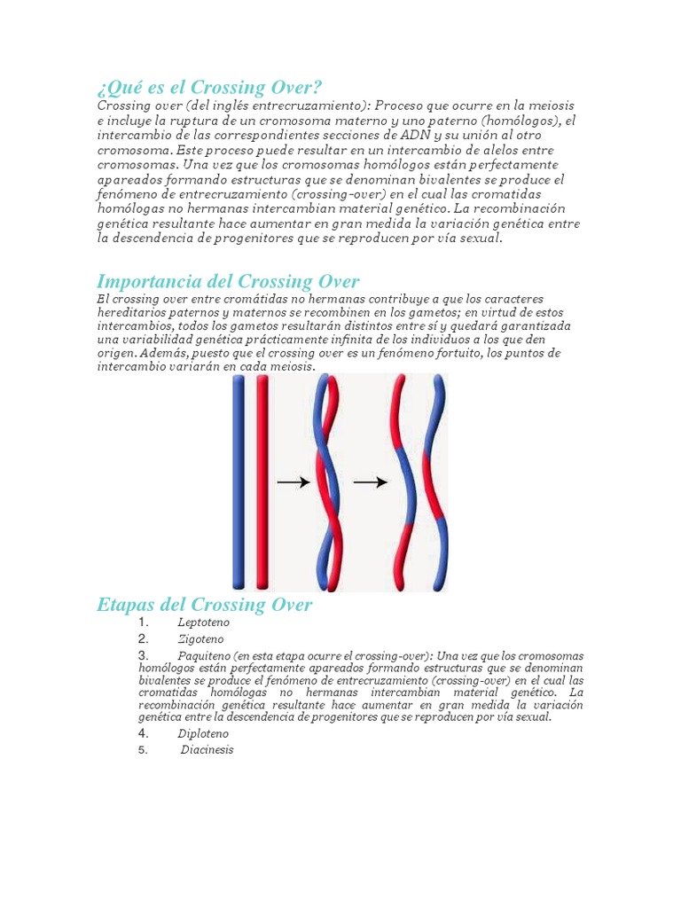 Qué Es El Crossing Over | Mitosis | Procesos biologicos