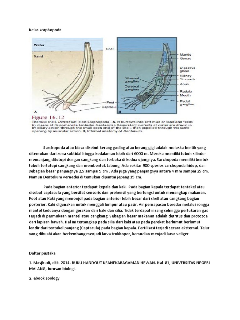 Kelas Scaphopoda | PDF