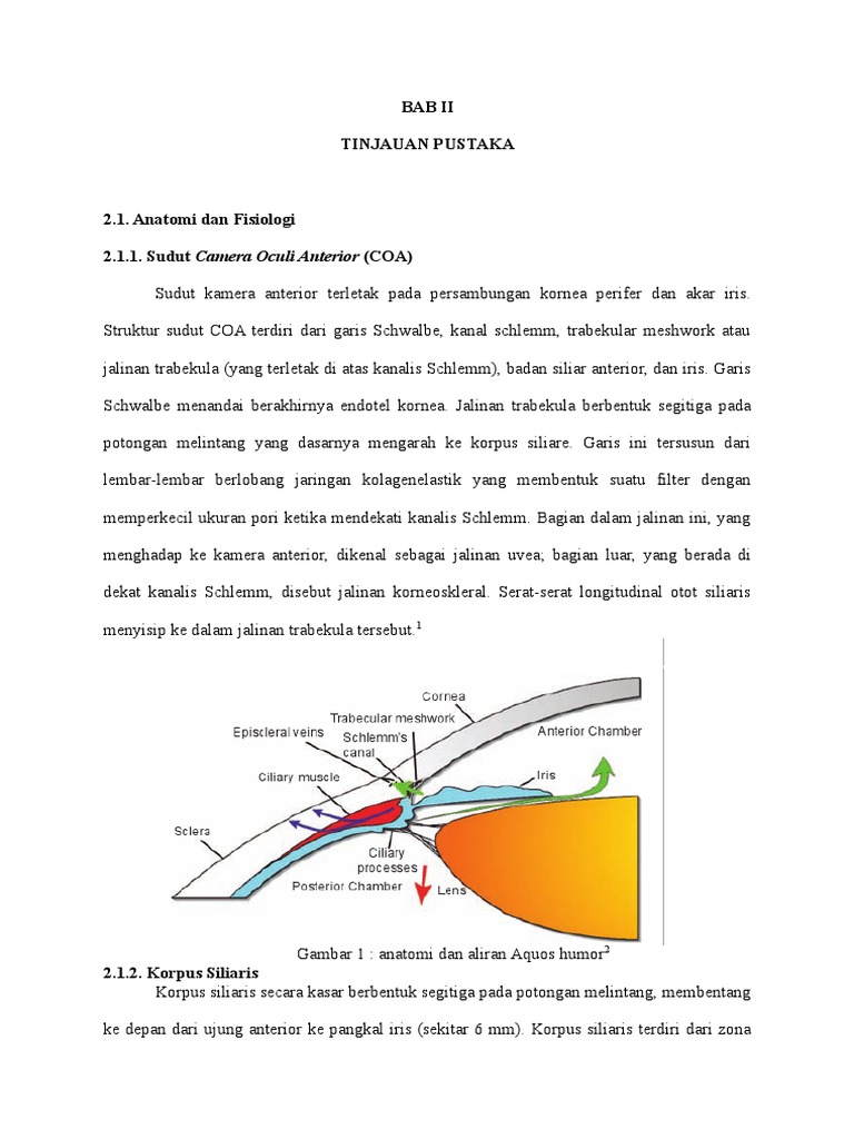 Anatomi dan Dinamika Akuos Humor Mata | PDF | Sains & Matematika
