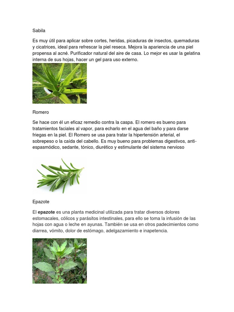 25 Plantas Medicinales, para Que Sirve y Nombre | PDF | Especialidades ...