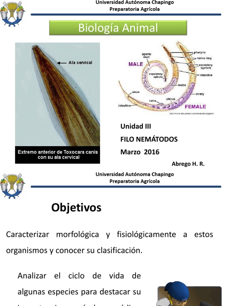Nematodos | PDF | Nematodo | Sistema digestivo humano