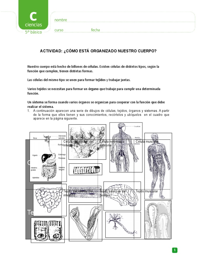 Ciencias 5° básico célula, tejidos, organos y sistemas. | Organismos ...