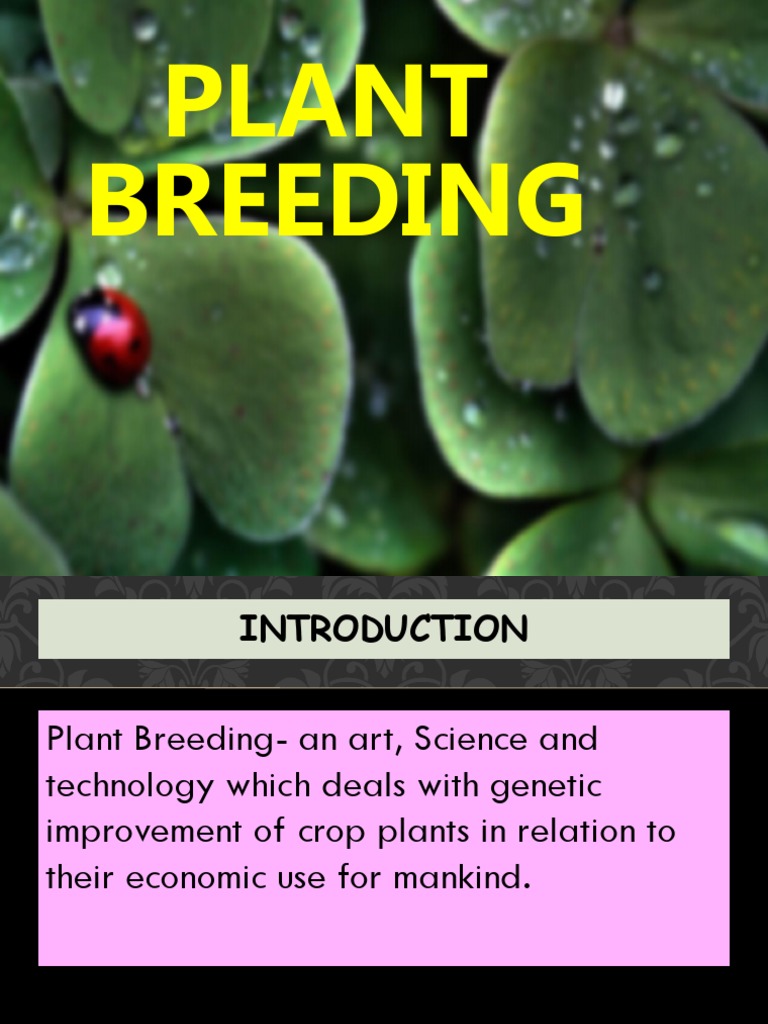 Intro Plant Breed | PDF | Plant Breeding | Wheat