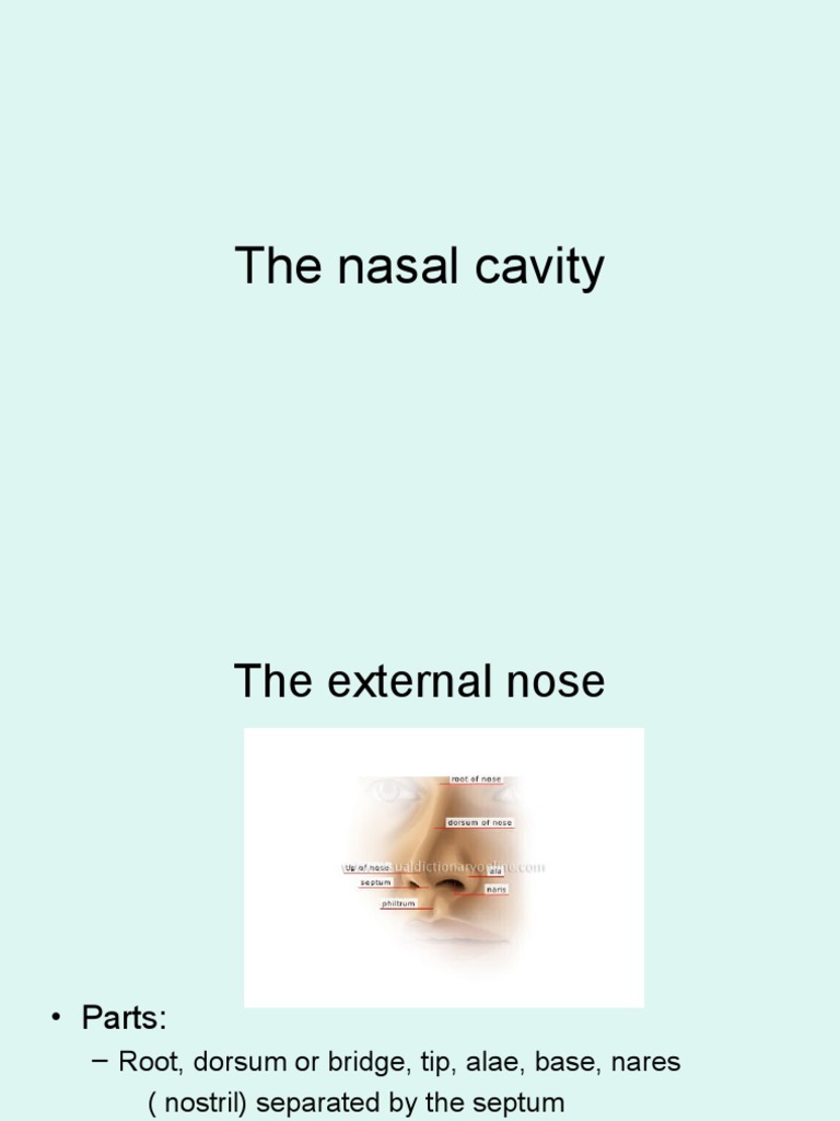 Nose | PDF