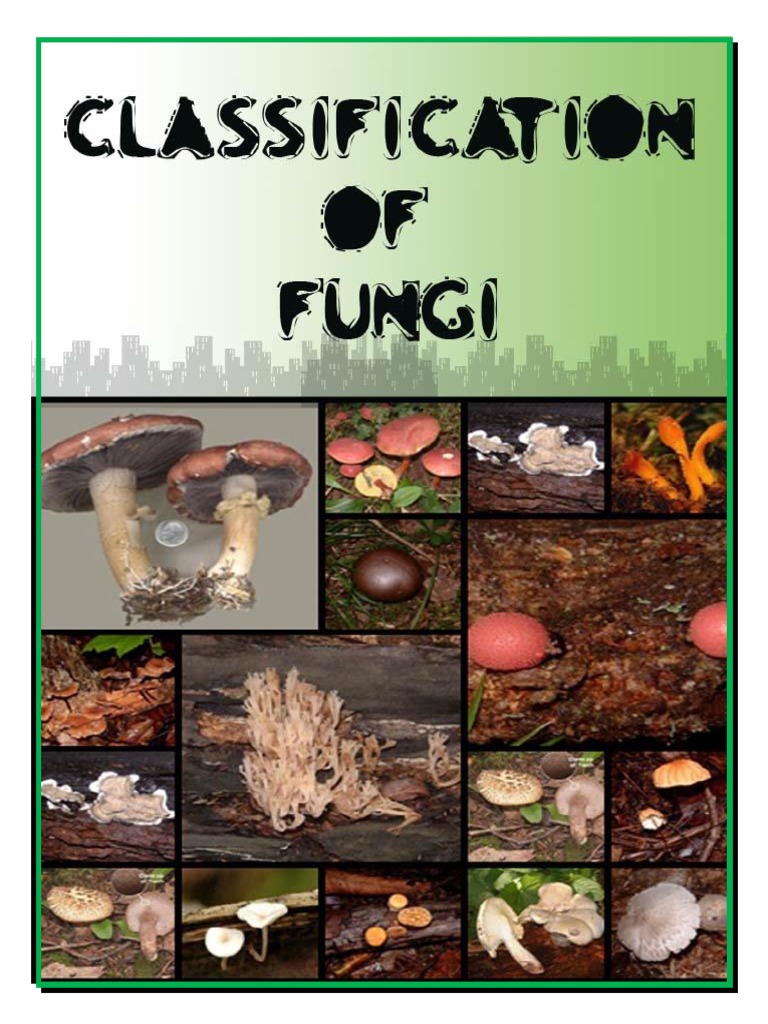 Clasification of Fungi (BTRR) | PDF