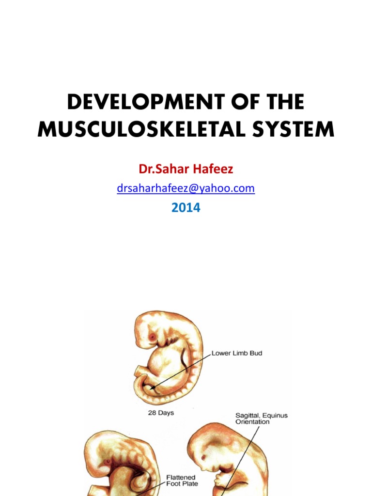 Development of The Musculoskeletal System: DR - Sahar Hafeez | PDF ...