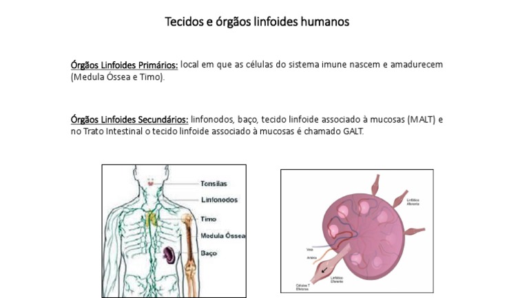 Tecidos e Orgãos Linfoide S Humanos | PDF