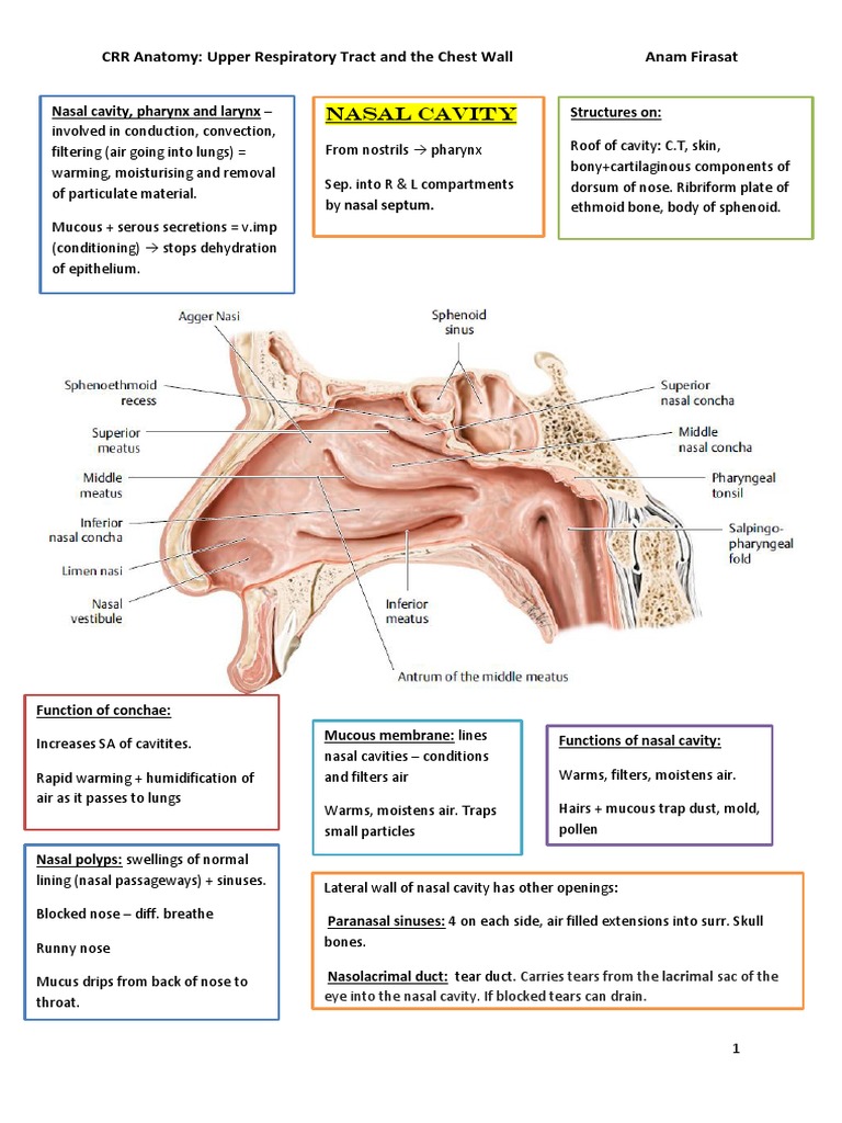 Upper Respiratory Tract Anatomy | PDF | Thorax | Larynx