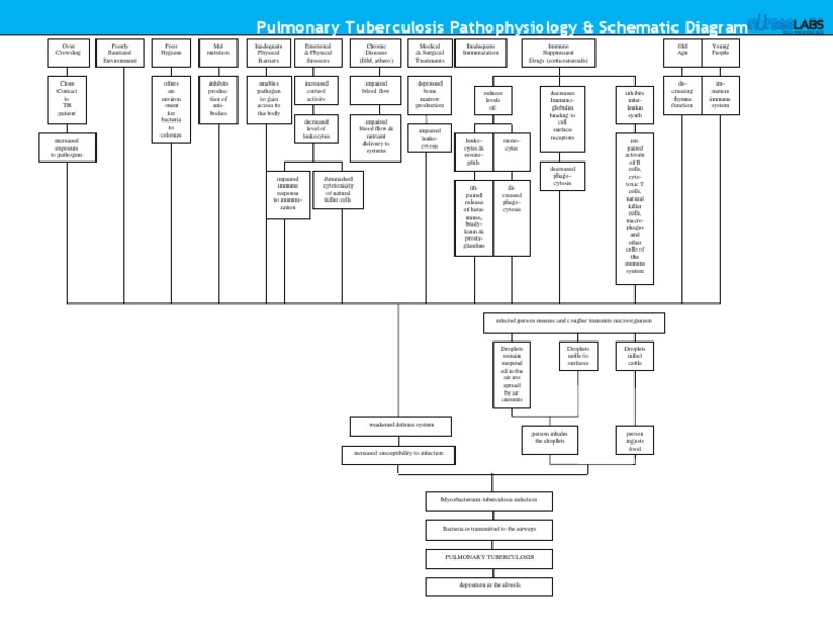 Pulmonary Tuberculosis Pathophysiology Flowchart | PDF | Immune System ...