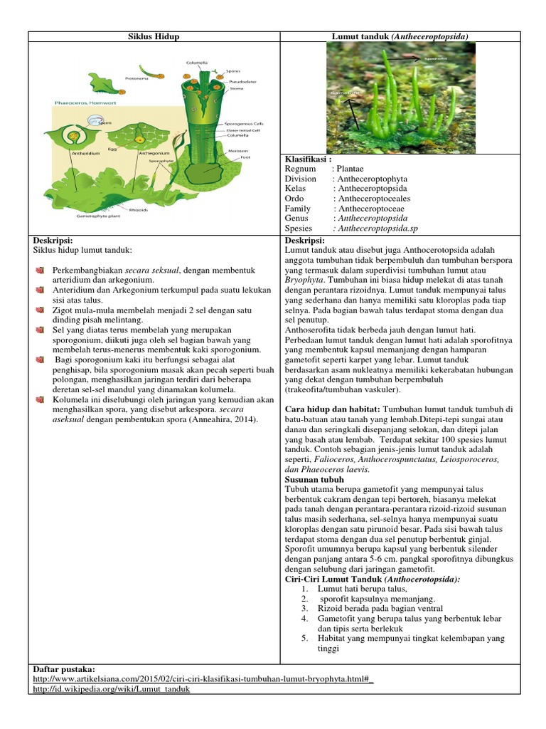 Siklus Hidup dan Reproduksi Lumut Daun (Bryopsida sp) | PDF
