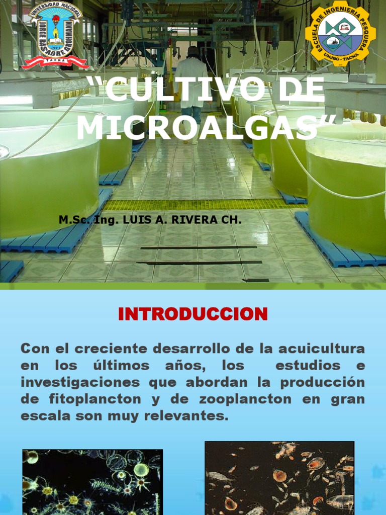 Cultivo de Microalgas | PDF | Acuicultura | Nutrición