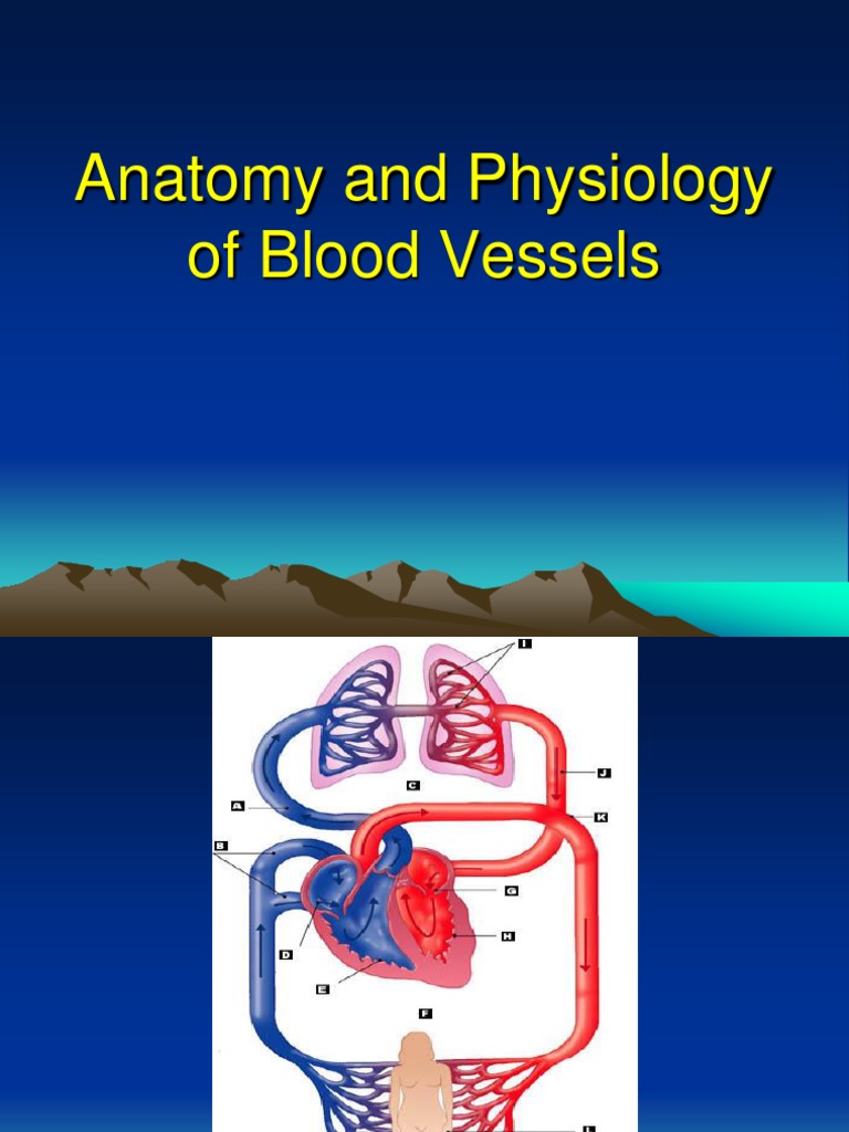 Anatomy and Physiology of Blood Vessels | PDF | Vein | Circulatory System