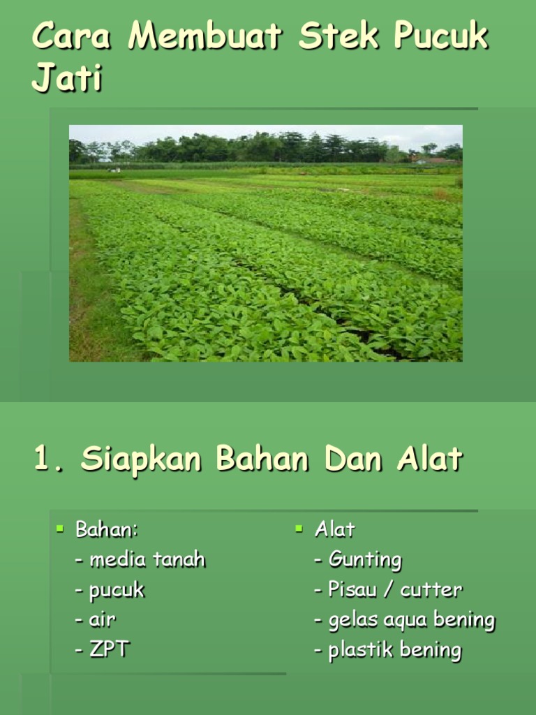 Cara Membuat Stek Pucuk Jati | PDF